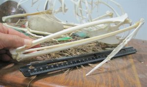 Briar Silvermount – albatross wing-bone extension | Pipe Club of London